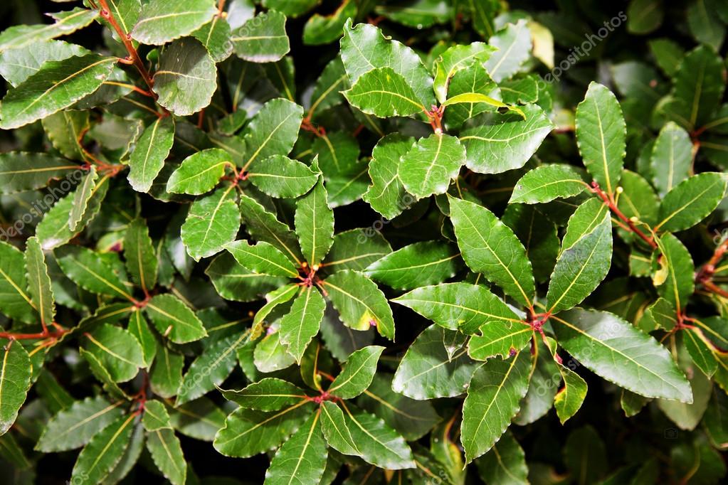 Picture laurel tree | Laurel tree with bay leaves — Stock Photo ...