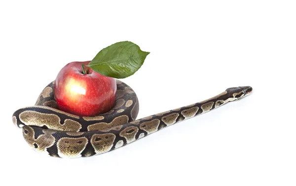 Royal Python with red apple Stock Photo by ©alkir_dep 16286909