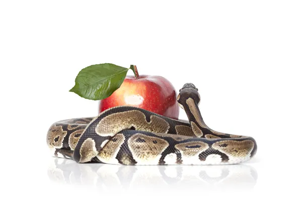 Apple and snake Pictures, Apple and snake Stock Photos & Images ...