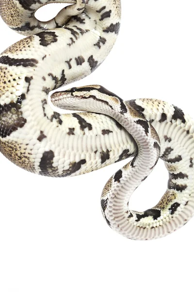 2,102 Royal python snake Stock Photos | Free & Royalty-free Royal ...