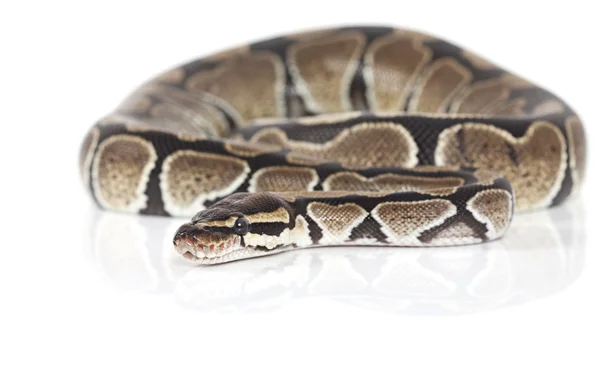 2,102 Royal python snake Stock Photos | Free & Royalty-free Royal ...