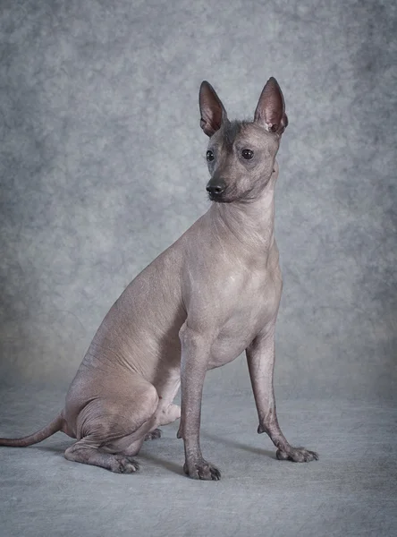 ᐈ Xoloitzcuintle imágenes de stock, fotos perro xoloitzcuintle ...