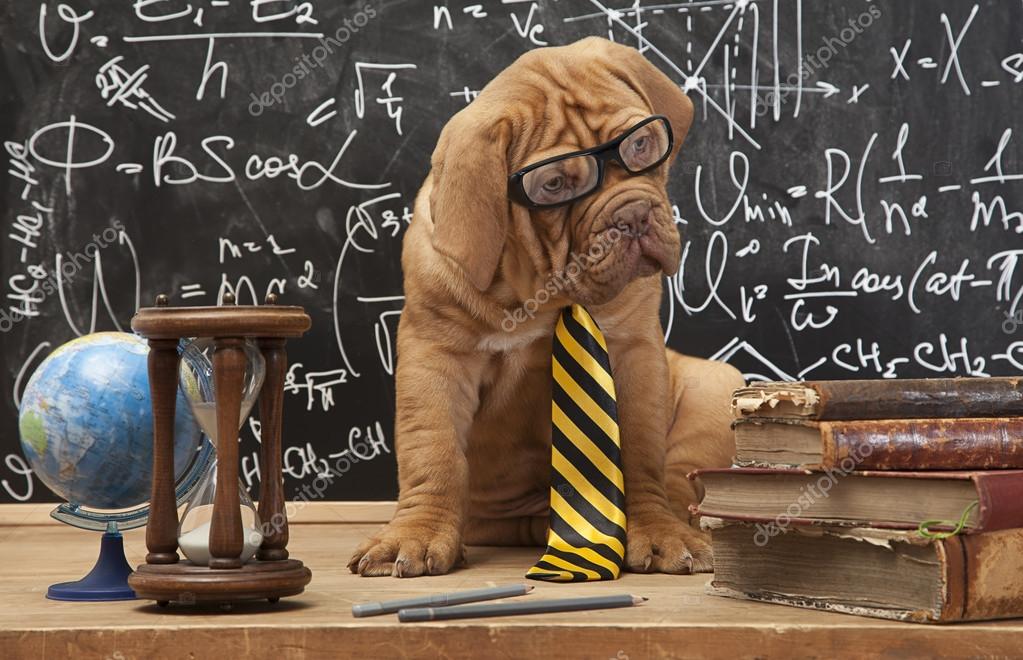 Dog Education — Stock Photo © alkir_dep #43551379