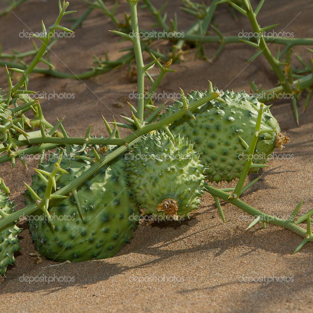 Desert !Nara Plant, Fruit (Acanthosicyos Horridus) — Stock Photo ...