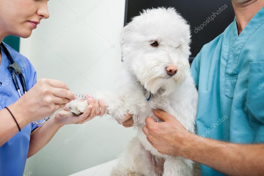 What Is Dog Blood Used For