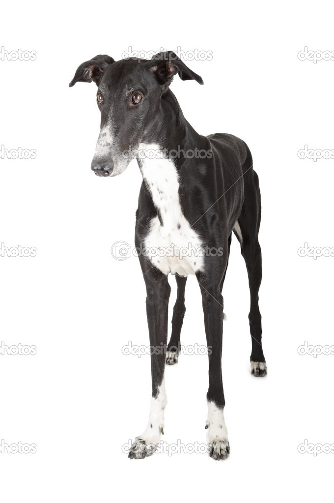 Greyhound Stock Photo by ©artSilense 30061303