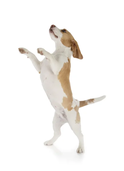 Dancing dog beagle — Stock Photo © vivienstocks #34678395