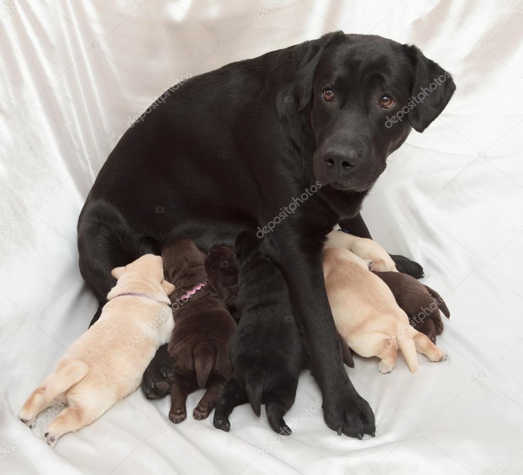 Labrador retriever puppies and mom Stock Photo by ©artSilense 36671729