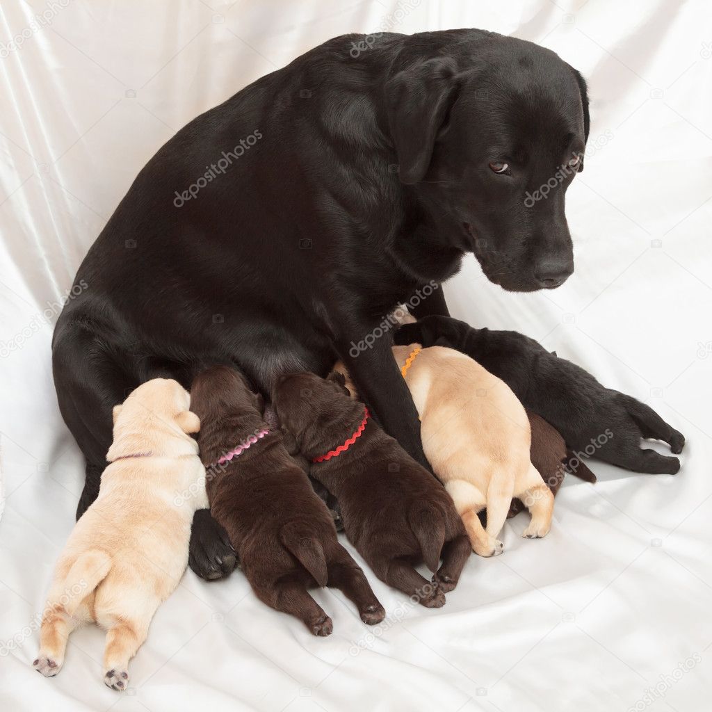 Newborn Black Lab Puppies
