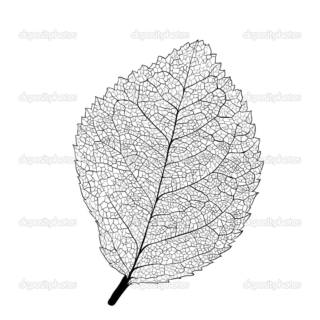 Leaf skeleton Stock Vector Image by ©Chisnikov #37194131