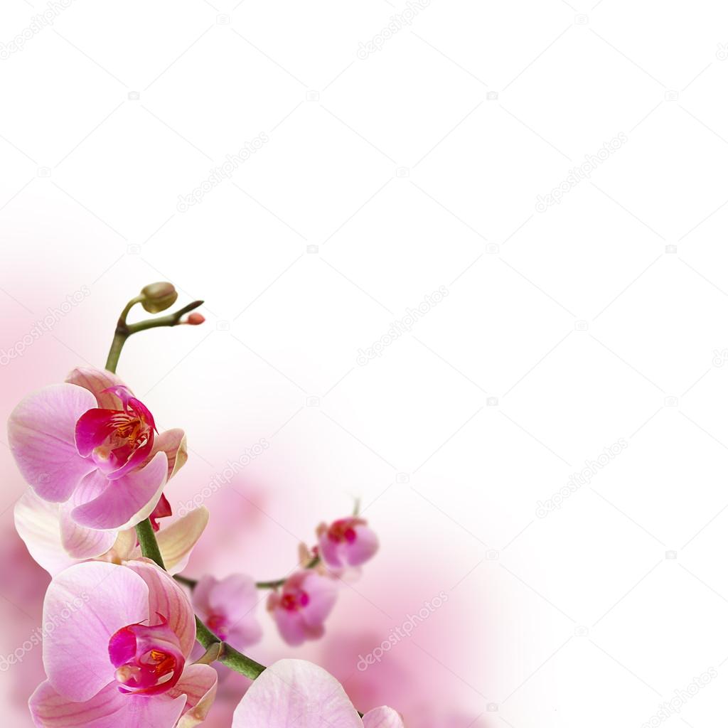 Purple Orchid Flower Border