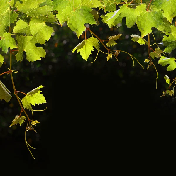 Fresh grapevine — Stock Photo © Miiisha #2481637