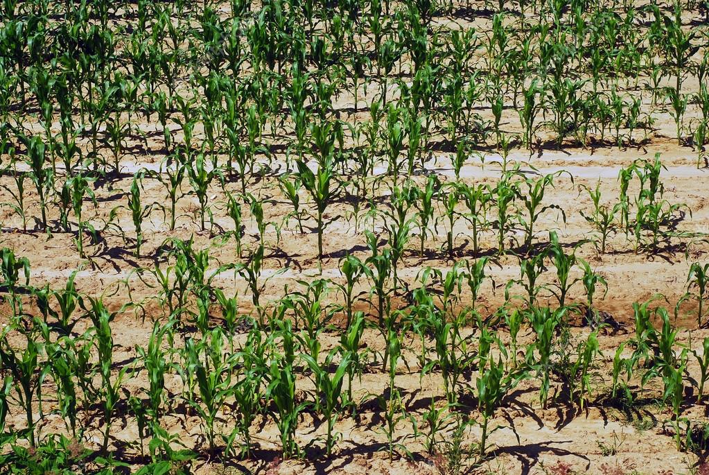 Drought Stock Photo by ©ibogdan 33557537