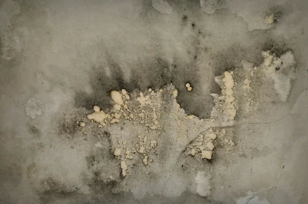 Mold growth Stock Photos, Royalty Free Mold growth Images | Depositphotos