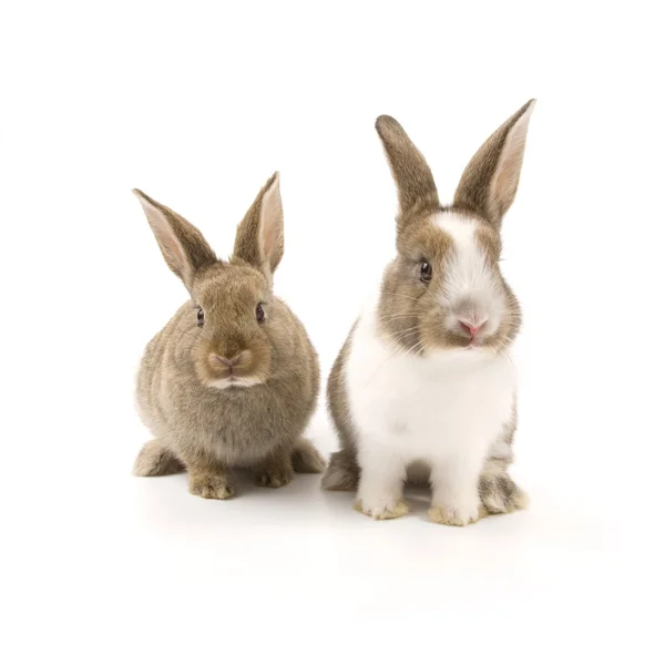 Hamster and rabbit Stock Photos, Royalty Free Hamster and rabbit Images ...