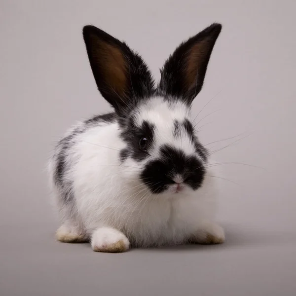 Banded ears Stock Photos, Royalty Free Banded ears Images | Depositphotos