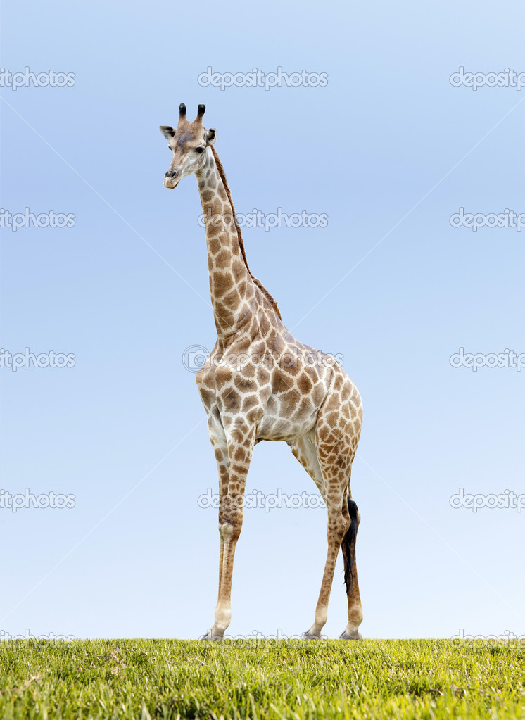 Giraffe Stock Photo by ©andreyuu 19052157