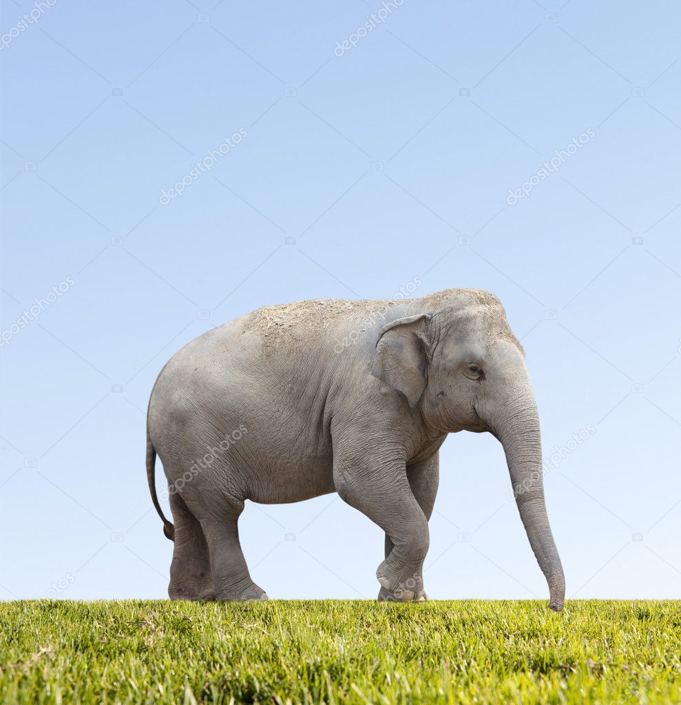 Asian elephant — Stock Photo © andreyuu #19262097