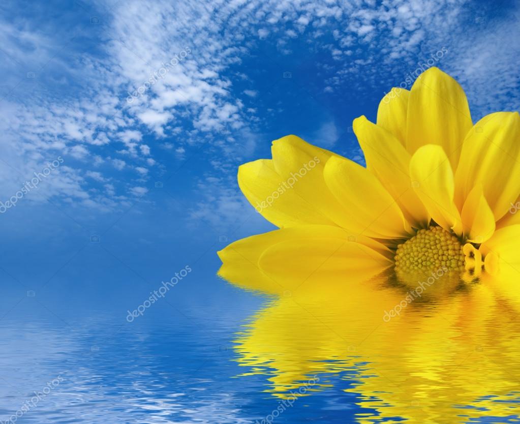 Yellow flower reflected in water Stock Photo by ©muha04 28216009