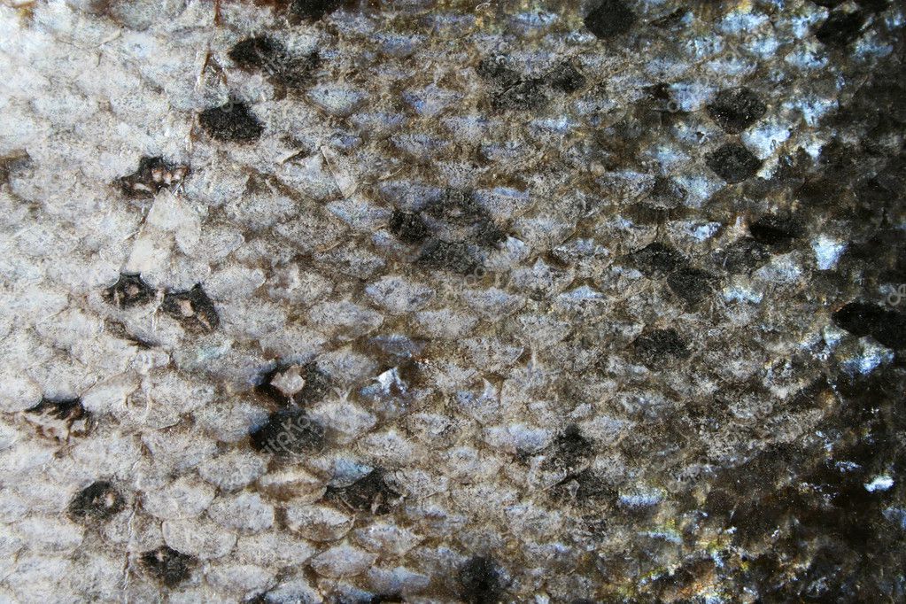 Fish skin texture — Stock Photo © auriso #18732143