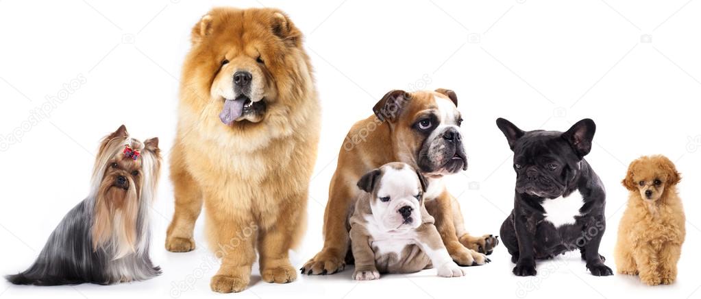 Group of dogs in front of white background Stock Photo by ©Lilun_Li ...