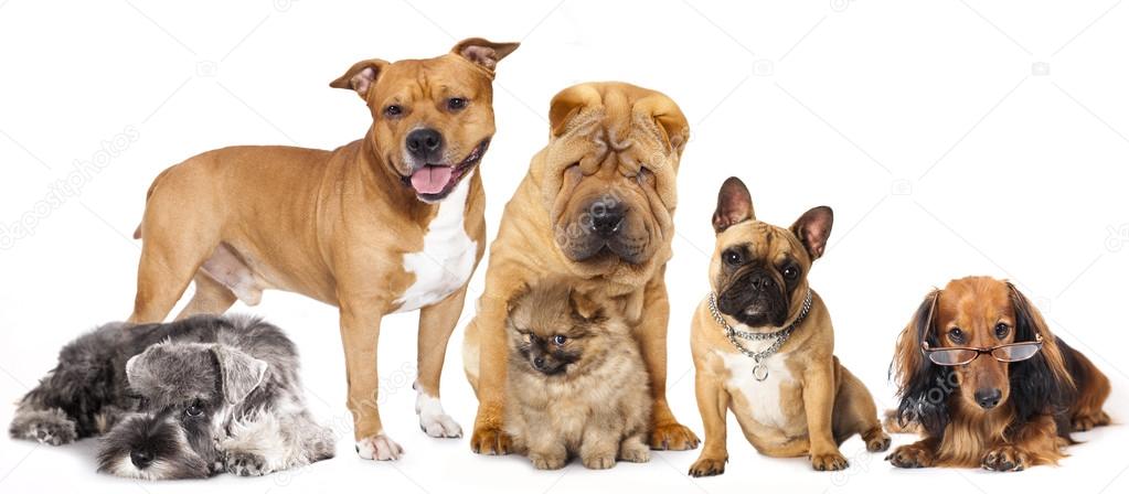 Group of dogs in front of white background Stock Photo by ©Lilun_Li ...