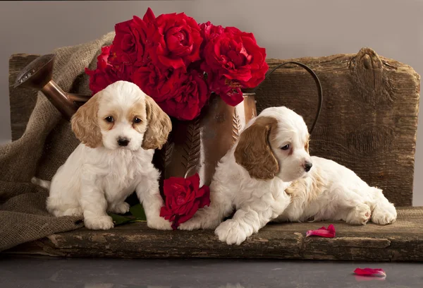 Cachorros Cocker Spaniel Blancos Y Marrones