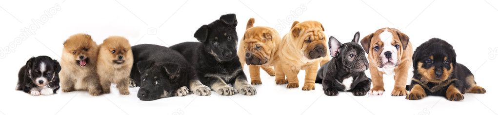 Rottweiler valpar Stock Photos, Royalty Free Rottweiler valpar Images ...