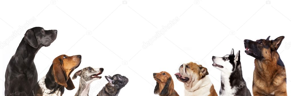 Group of dogs Stock Photo by ©Lilun_Li 42451537