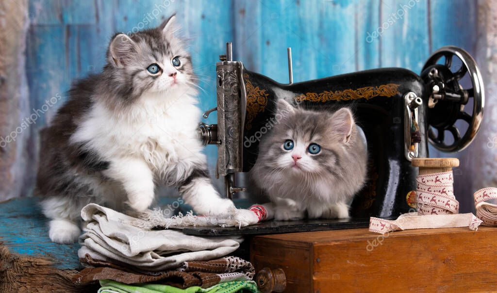 Gato Scottishfold, ojos de gato, gato lindo, imágenes de gatos ...