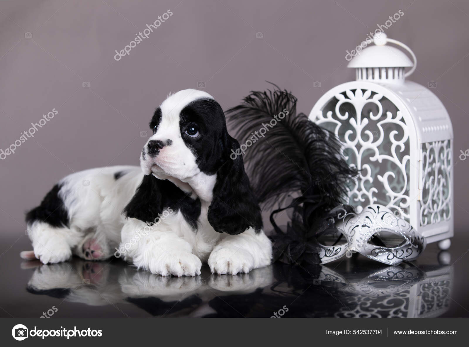 Black And White American Cocker Spaniel Puppies