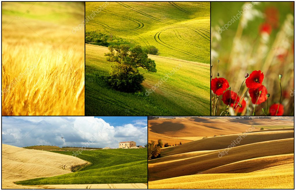 Meadow in spring collage Stock Photo by ©zoomteam 26024523