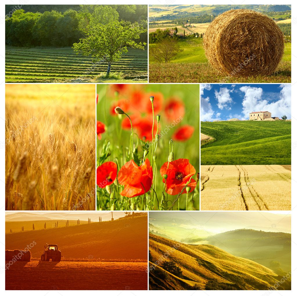 Meadow in spring collage Stock Photo by ©zoomteam 26024527