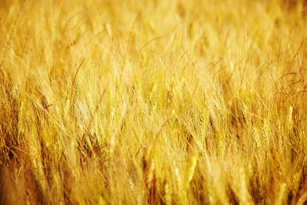 Pasto de textura amarilla Stock Photos, Royalty Free Pasto de textura ...