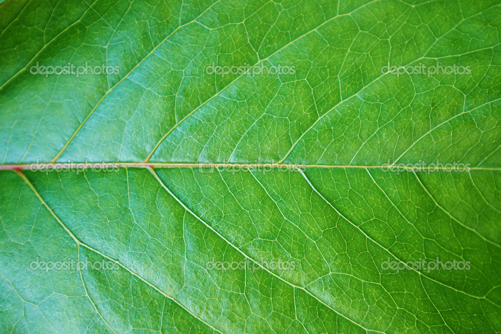 Close up of green leaf texture Stock Photo by ©zoomteam 27185491
