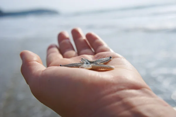 Hand holding starfish Stock Photo by ©zoomteam 26228577