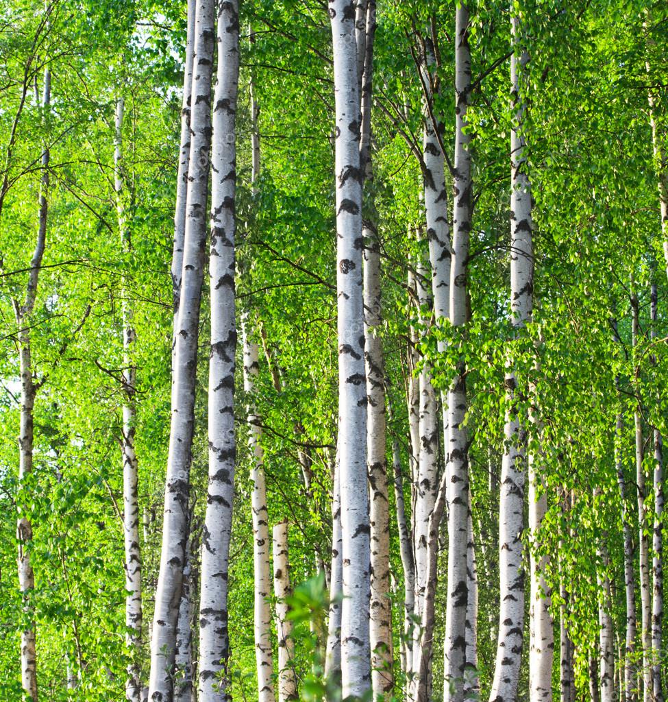 Spring green birch forest — Stock Photo © hydromet #16989959