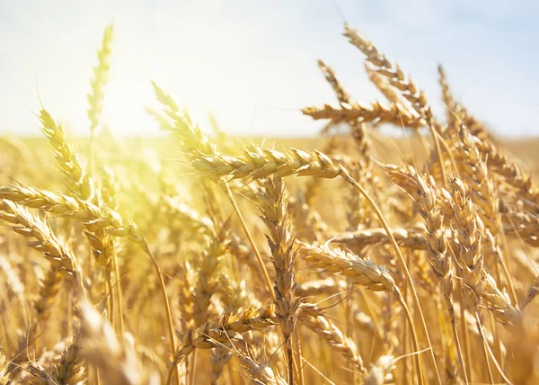 Grain farming Stock Photos, Royalty Free Grain farming Images ...