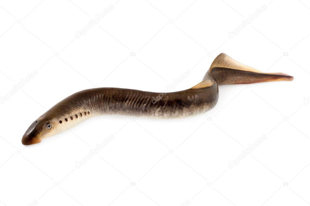 Lamprey Fish Baby