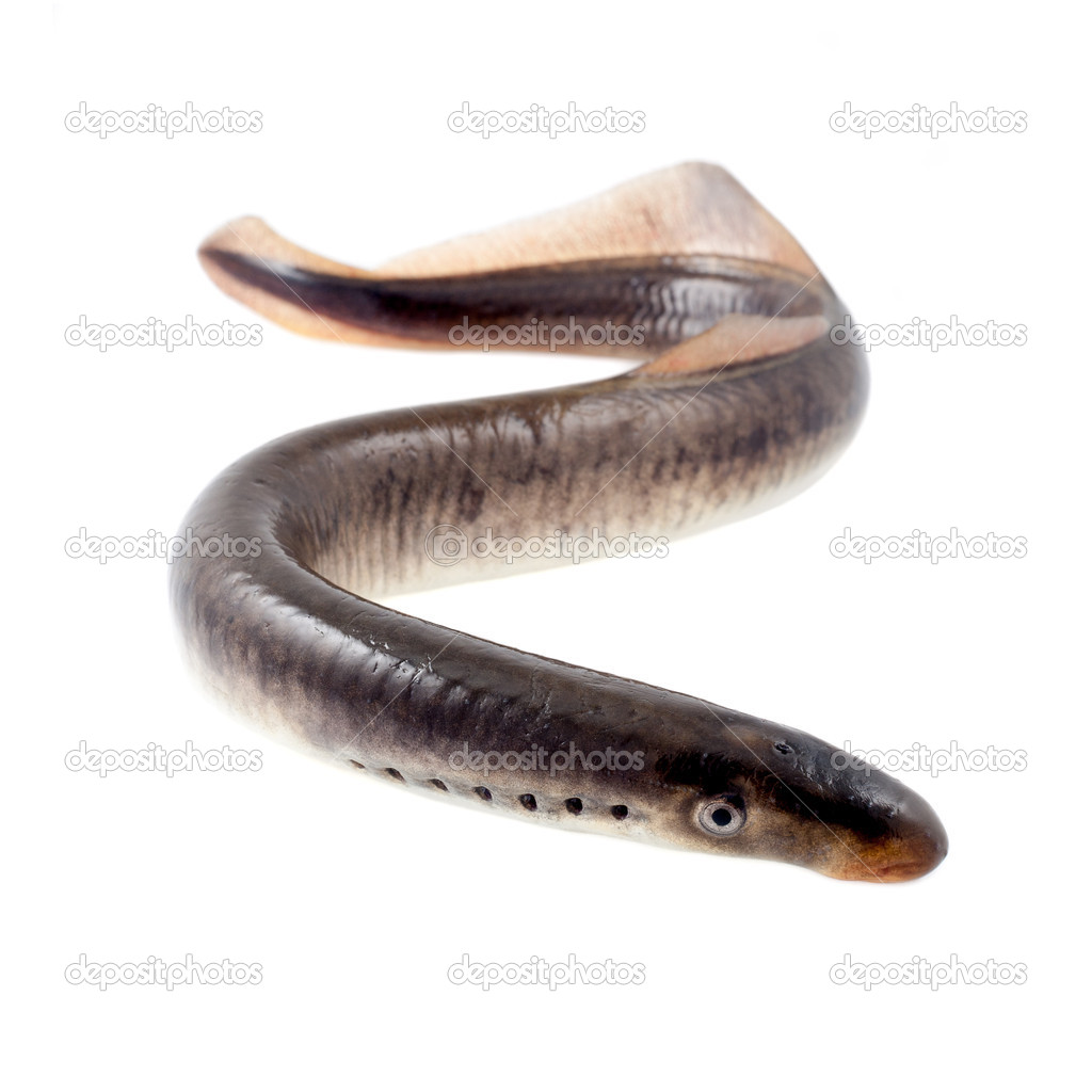 peixe de lampreia — Fotografias de Stock © Arsty. #50342119