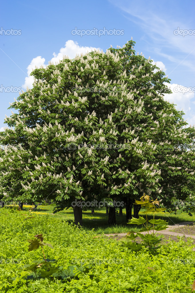 Chestnut tree with white flowers and blue sky Stock Photo by ...