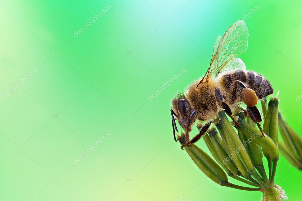 Honey bee — Stock Photo © BestPhotoStudio #27538483