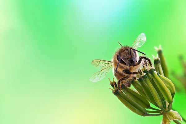 Honey bee — Stock Photo © BestPhotoStudio #27538483