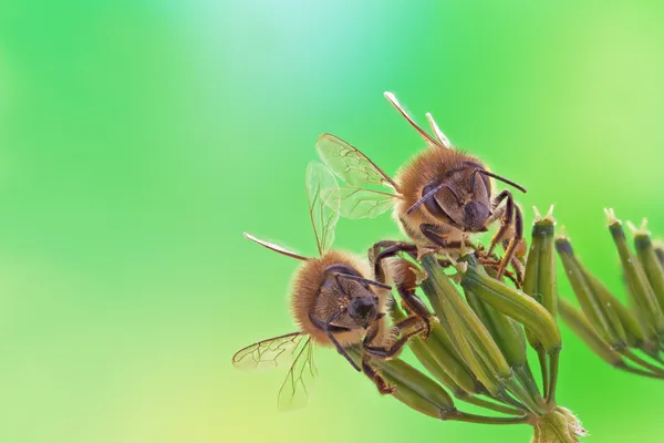 Honey bee — Stock Photo © BestPhotoStudio #27538483