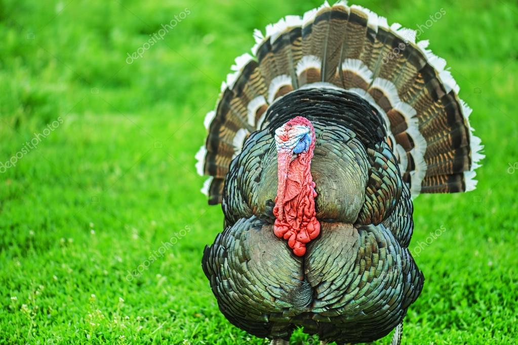 Majestic big turkey Stock Photo by ©BestPhotoStudio 31516475