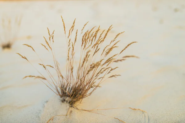 Dry bushes Stock Photos, Royalty Free Dry bushes Images | Depositphotos®