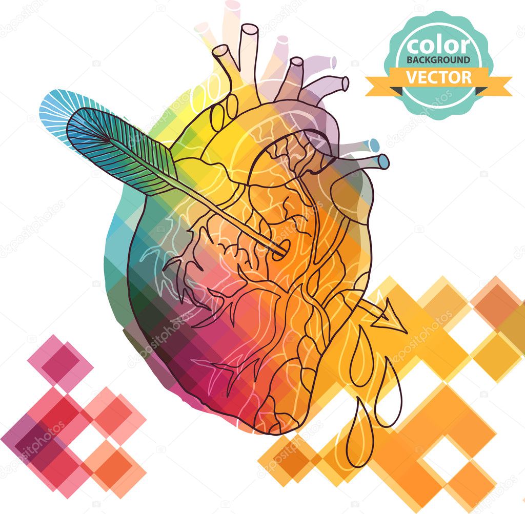 Anatomical color heart with arrow Stock Vector Image by ©Vasilek #45366751