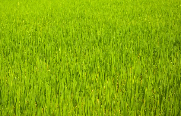 Rice grass field texture Stock Photos, Royalty Free Rice grass field ...