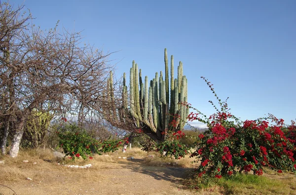 Asian cactus plant | Asian cactus plant in the desert,India — Stock ...