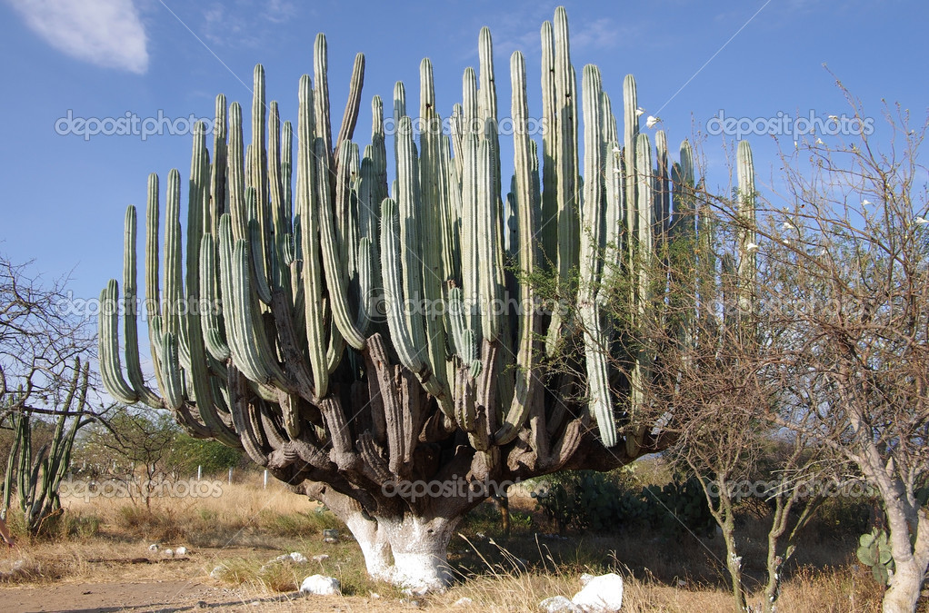 Giant cactus — Stock Photo © gumbao #46074625